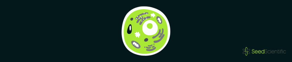 Where Is DNA Found in a Cell: Eukaryotes vs. Prokaryotes | SeedScientific