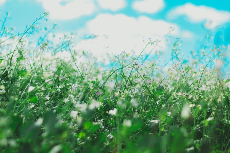When Is Allergy Season and How to Fight Pollen and Weeds?